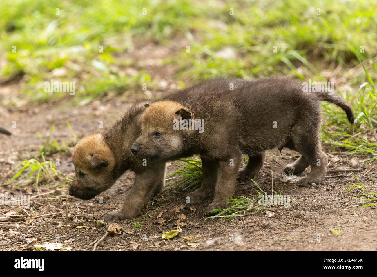 Two wolf pups running side by side and exploring their surroundings ...