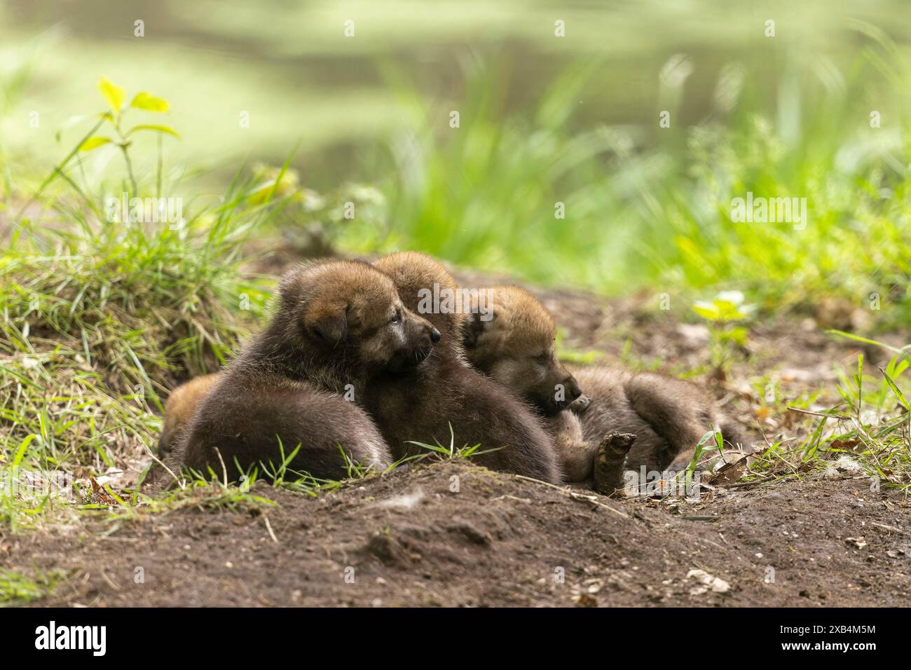 Three wolf pups lying close together in the grass, European grey gray ...