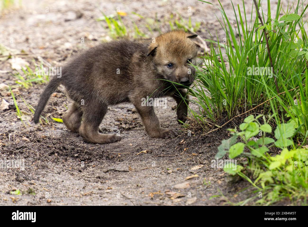 A small puppy curiously exploring a tuft of grass, European grey gray ...