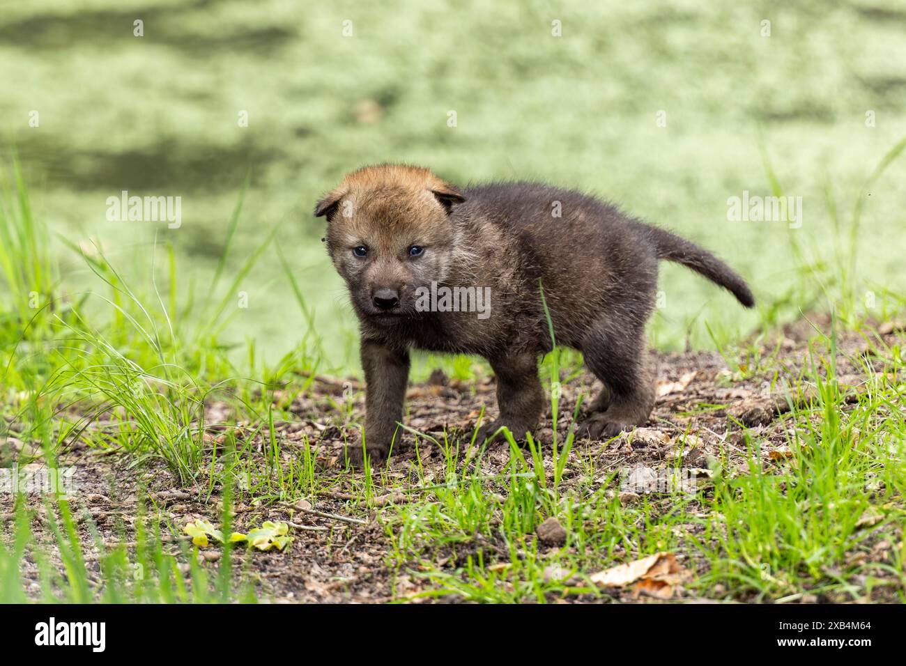 A pup stands in a green, wooded environment, surrounded by fresh grass ...