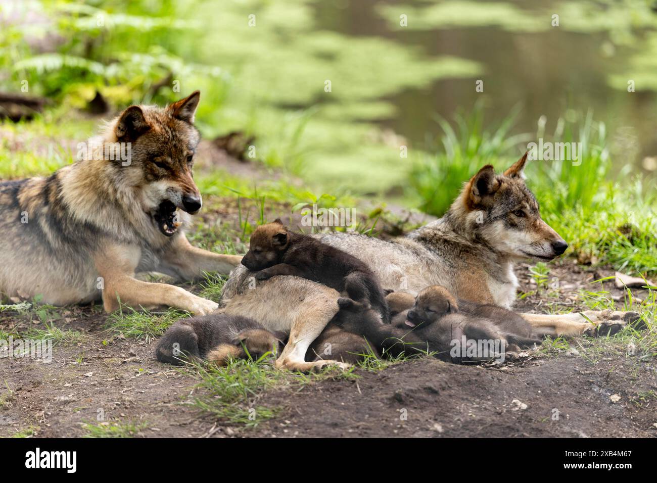 A pack of wolves rests in a green environment, the pups cuddle up to ...