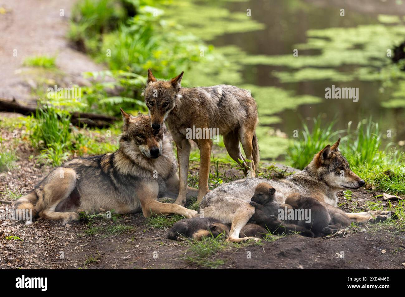 A pack of gray wolves (Canis lupus Stock Photo - Alamy