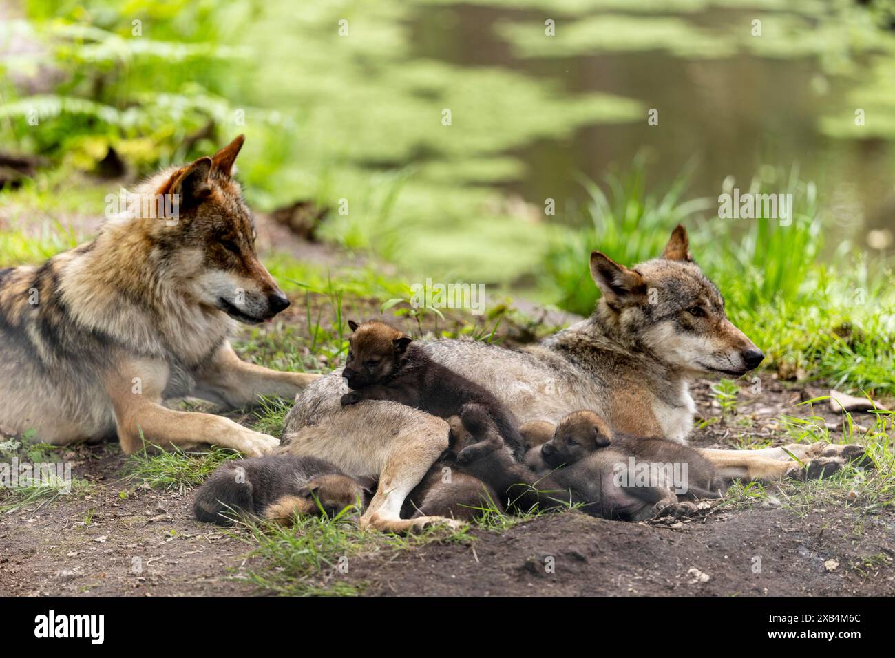 A pack of wolves rests in a green environment, the pups cuddle up to ...