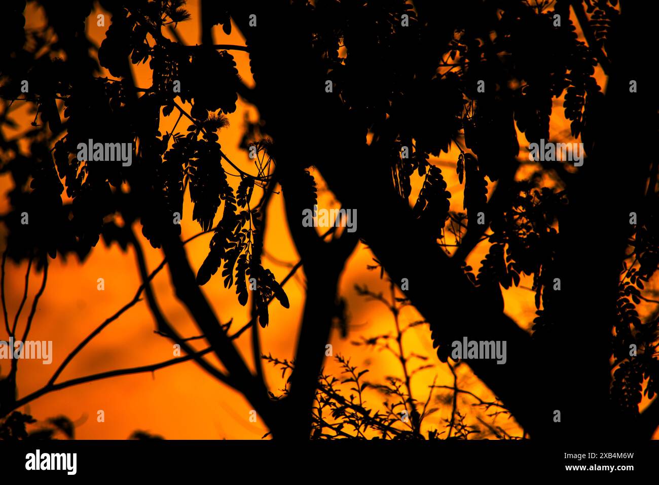 The sun sets behind a tree, casting a long shadow. The sky is ablaze ...