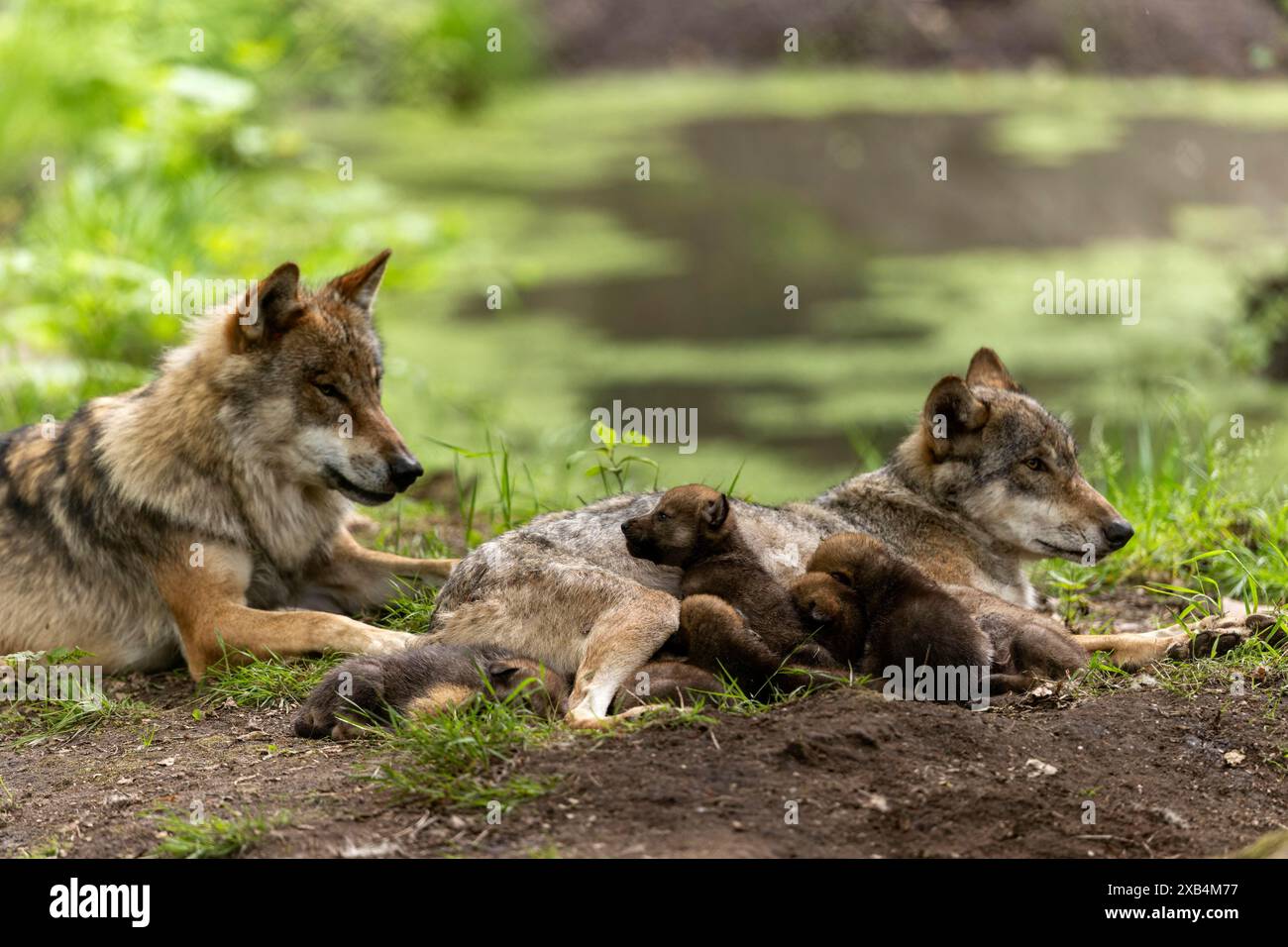 A pack of wolves rests in a green environment, the pups cuddle up to ...