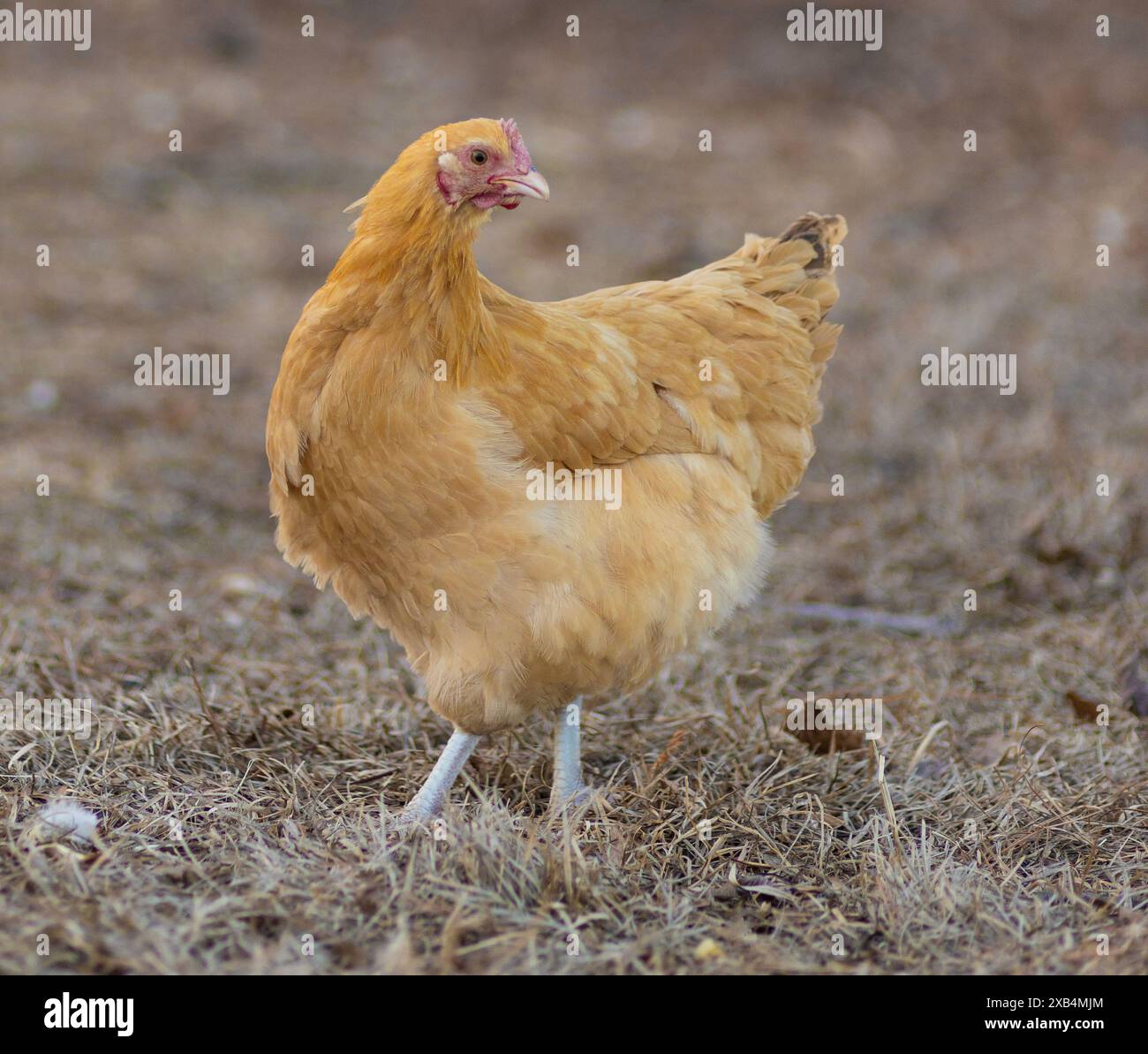 Orange and yellow chicken hen on a grassy field during the winter free ...