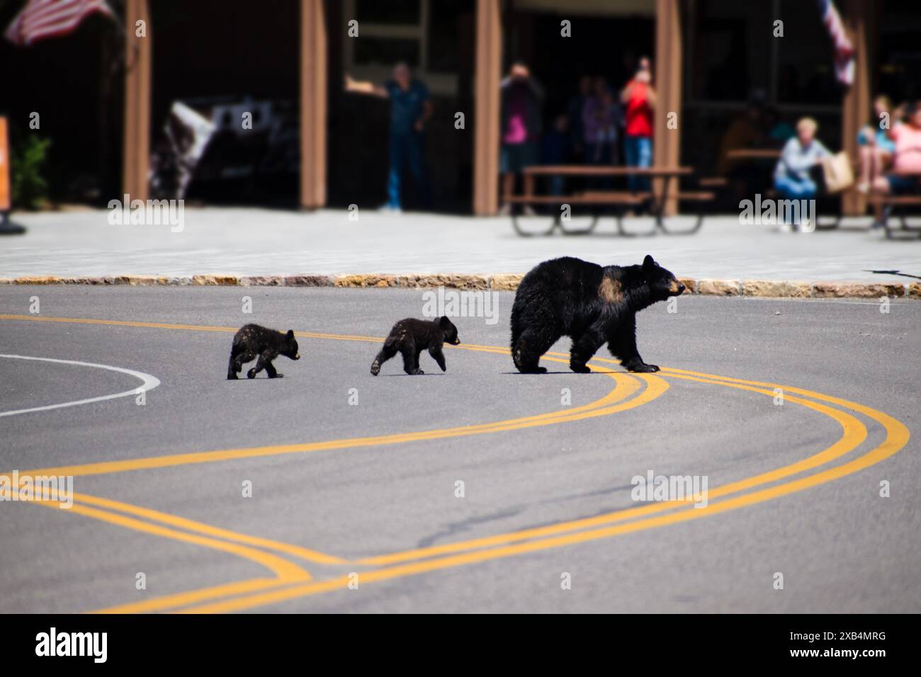 Black bear family, mama bear and two cubs following her across the ...