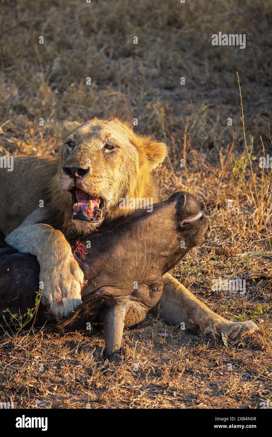 An older male Lion (Panthera Leo) rests atop his recent Cape Buffalo ...