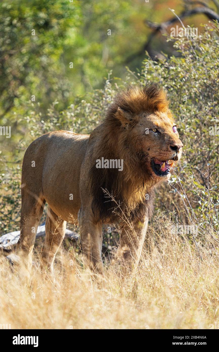 Majestic male Lion with damaged left eye standing amidst grasses in ...