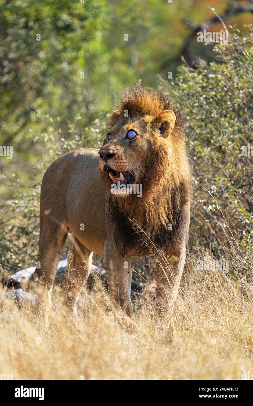 Majestic male Lion with damaged left eye standing amidst grasses in ...