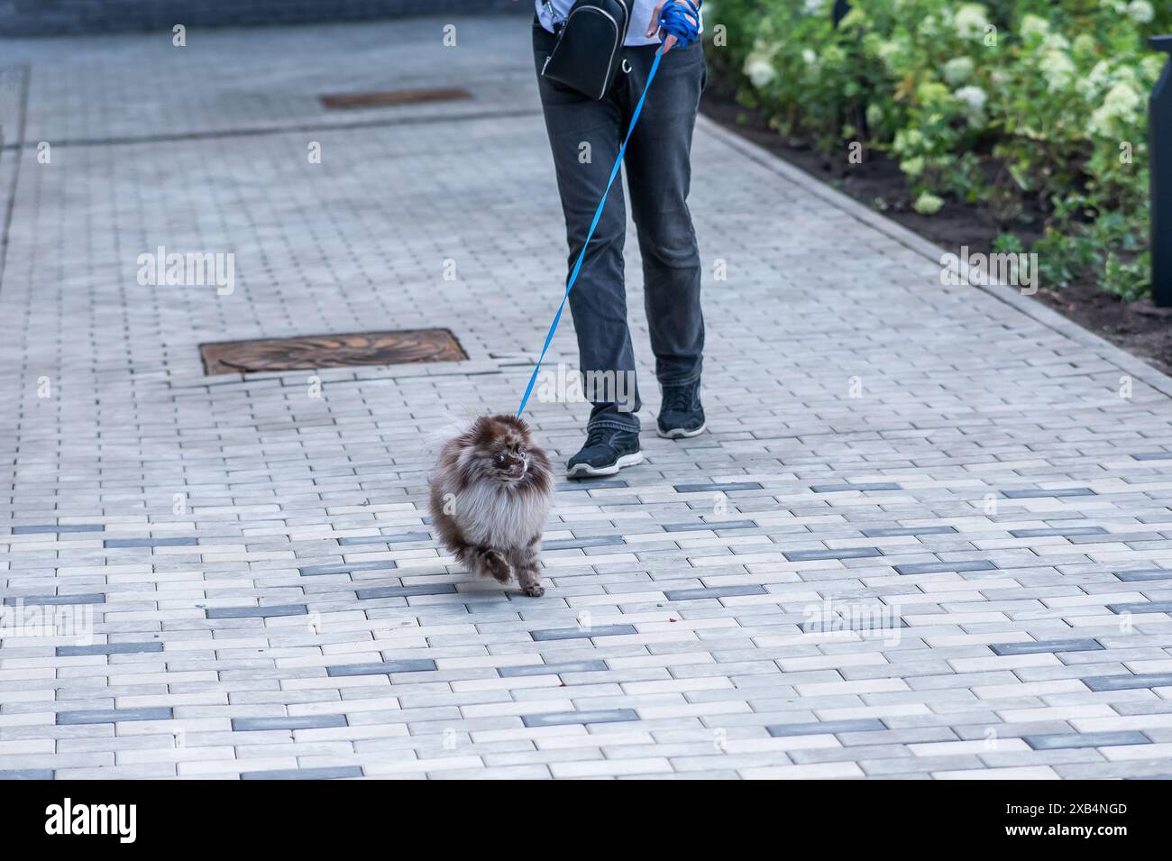 Cute spotted Pomeranian Spitz pulls on a leash on a walk Stock Photo ...
