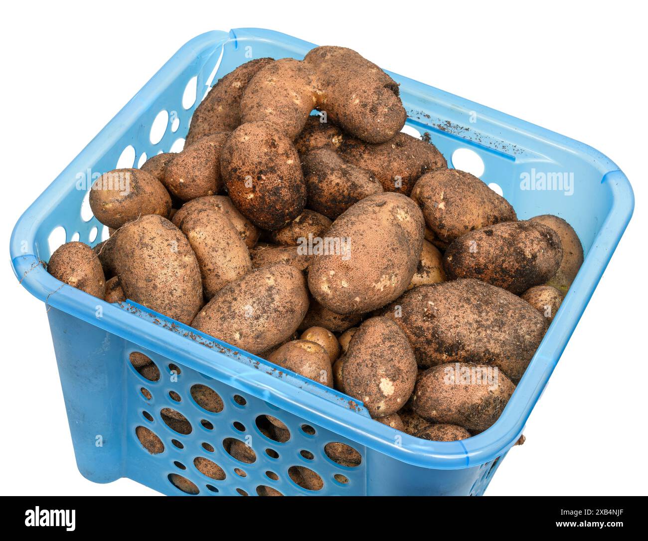 Horizontal shot of garden grown potatoes in a blue plastic basket ...