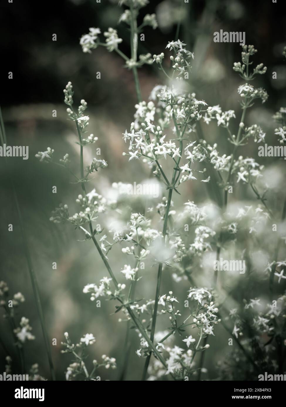 White Bedstraw (Galium Album Stock Photo - Alamy