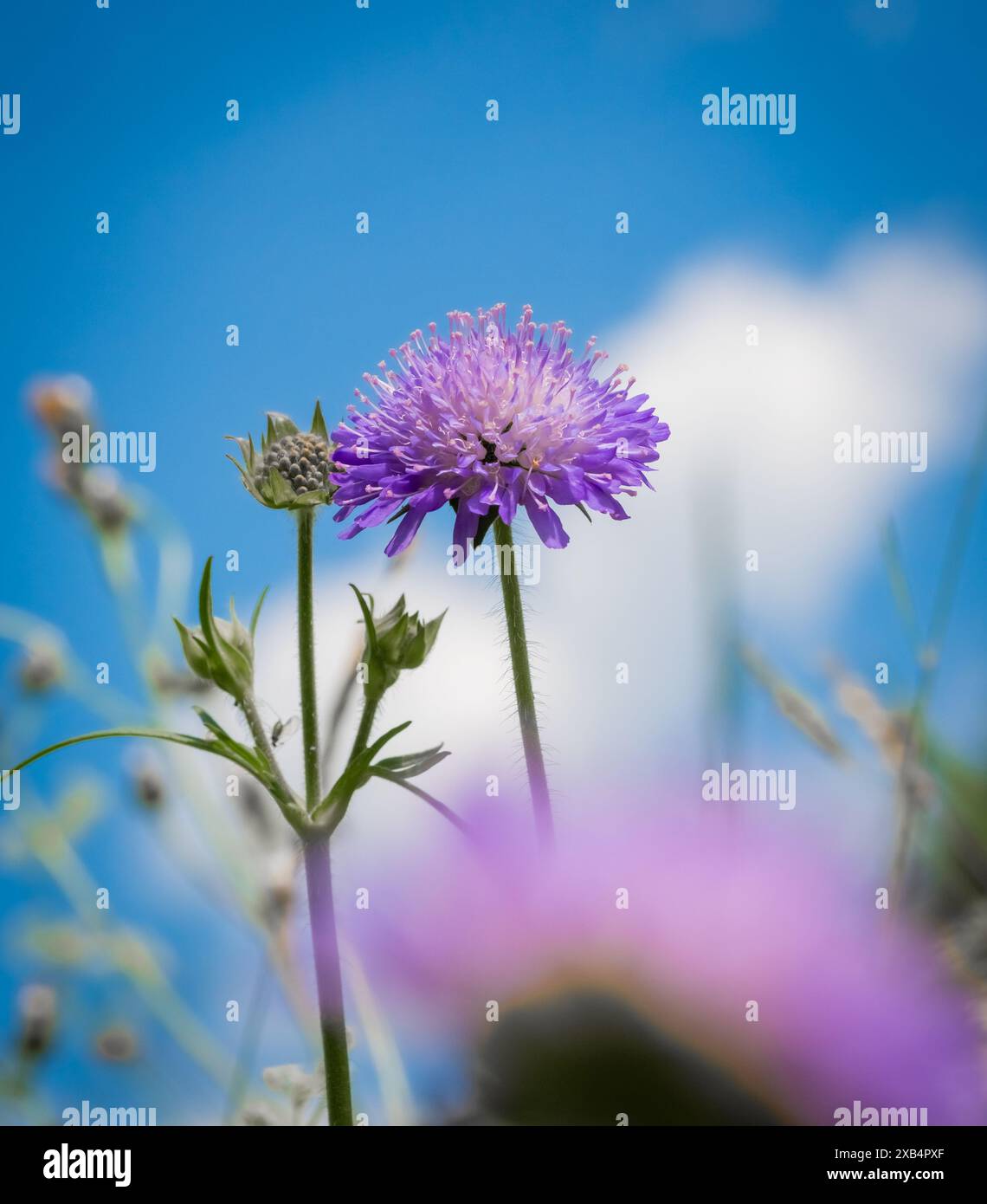Meadow Widow Flower (Knautia Arvensis Stock Photo - Alamy