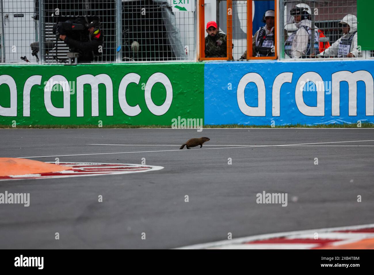 A groundhog during the Formula 1 AWS Grand Prix du Canada 2024, 9th ...
