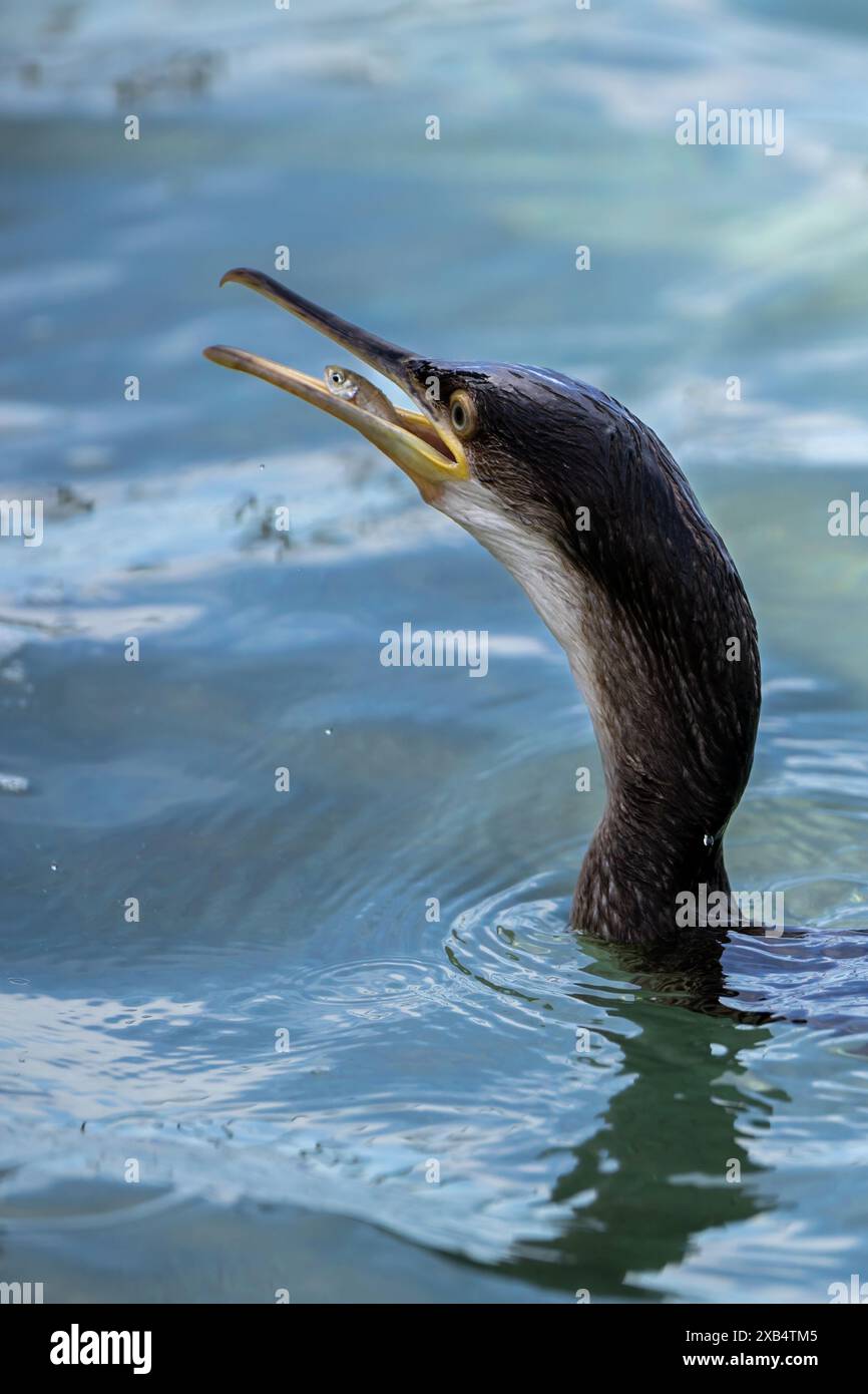 Cormorant eating feeding feeding hi-res stock photography and images ...