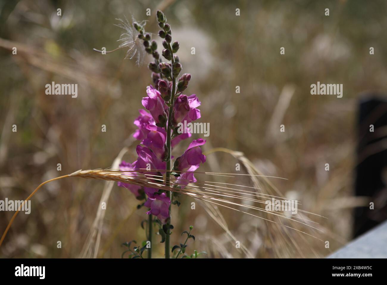 Great Snapdragon, in Latin Antirrhinum Majusa of the Plantaginaceae ...