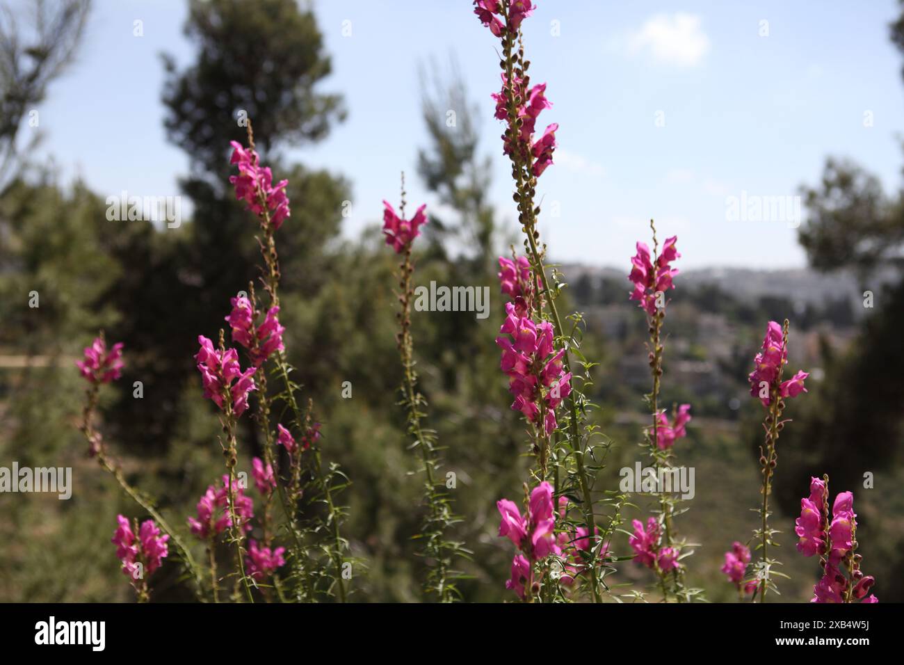 Great Snapdragon, in Latin Antirrhinum Majusa of the Plantaginaceae ...