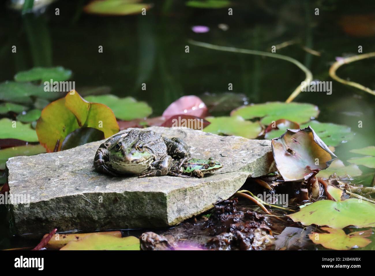 Small size frog hi-res stock photography and images - Alamy