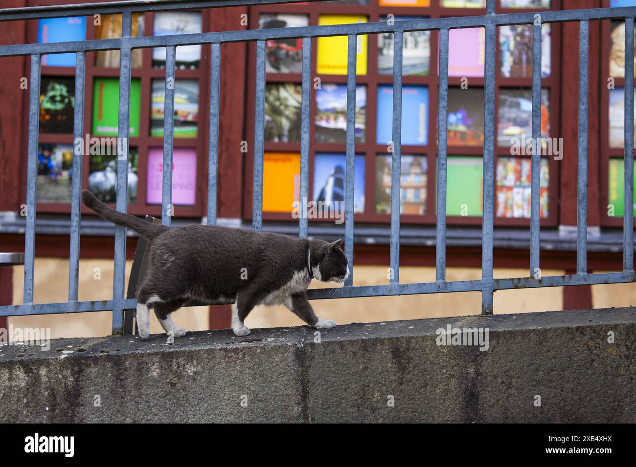Cat during the City Centre Procession of the 2024 24 Hours of Le Mans ...