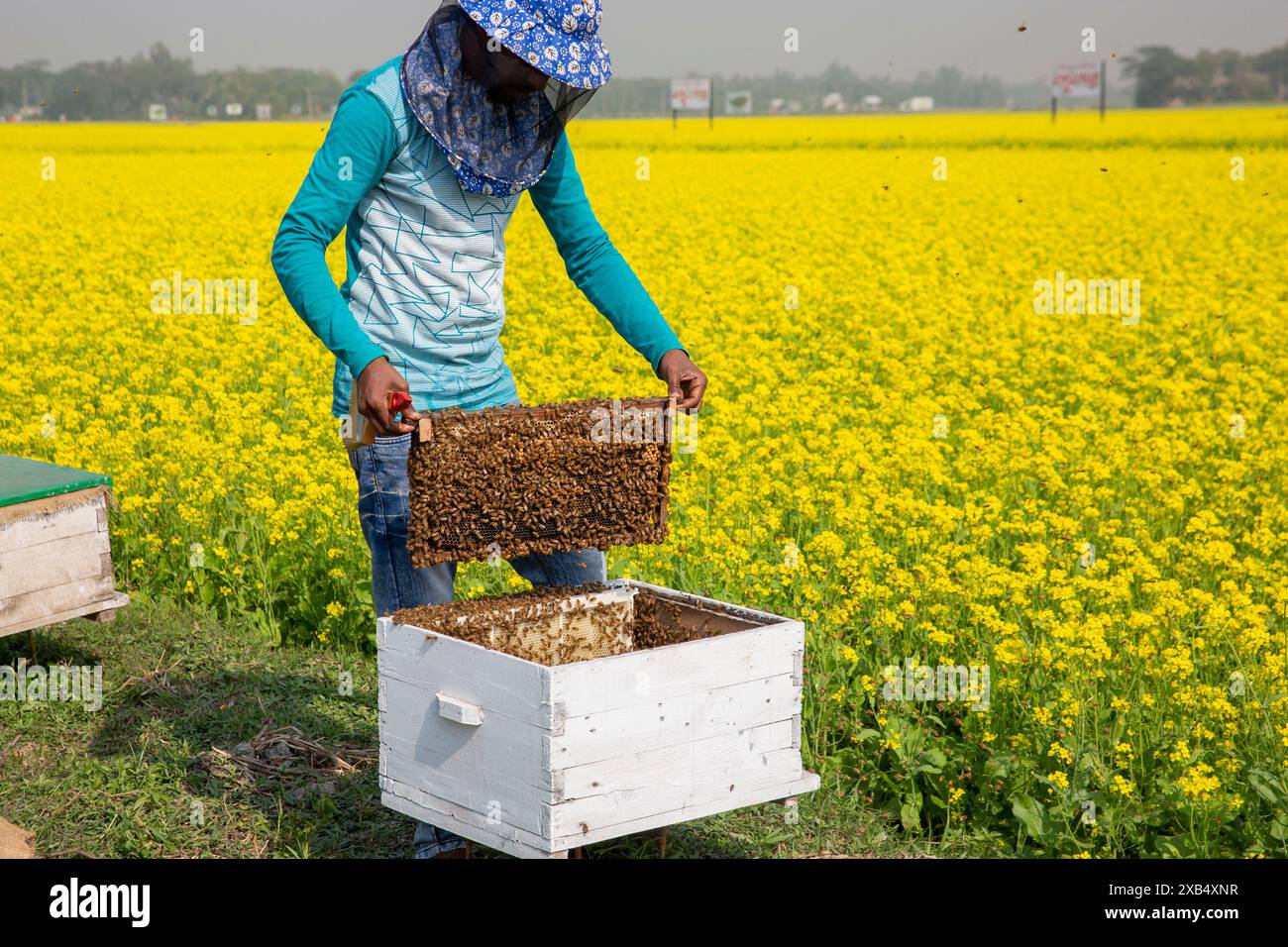 A farmer working at a honey bee farm on a mustard field at Sirajdikhan ...