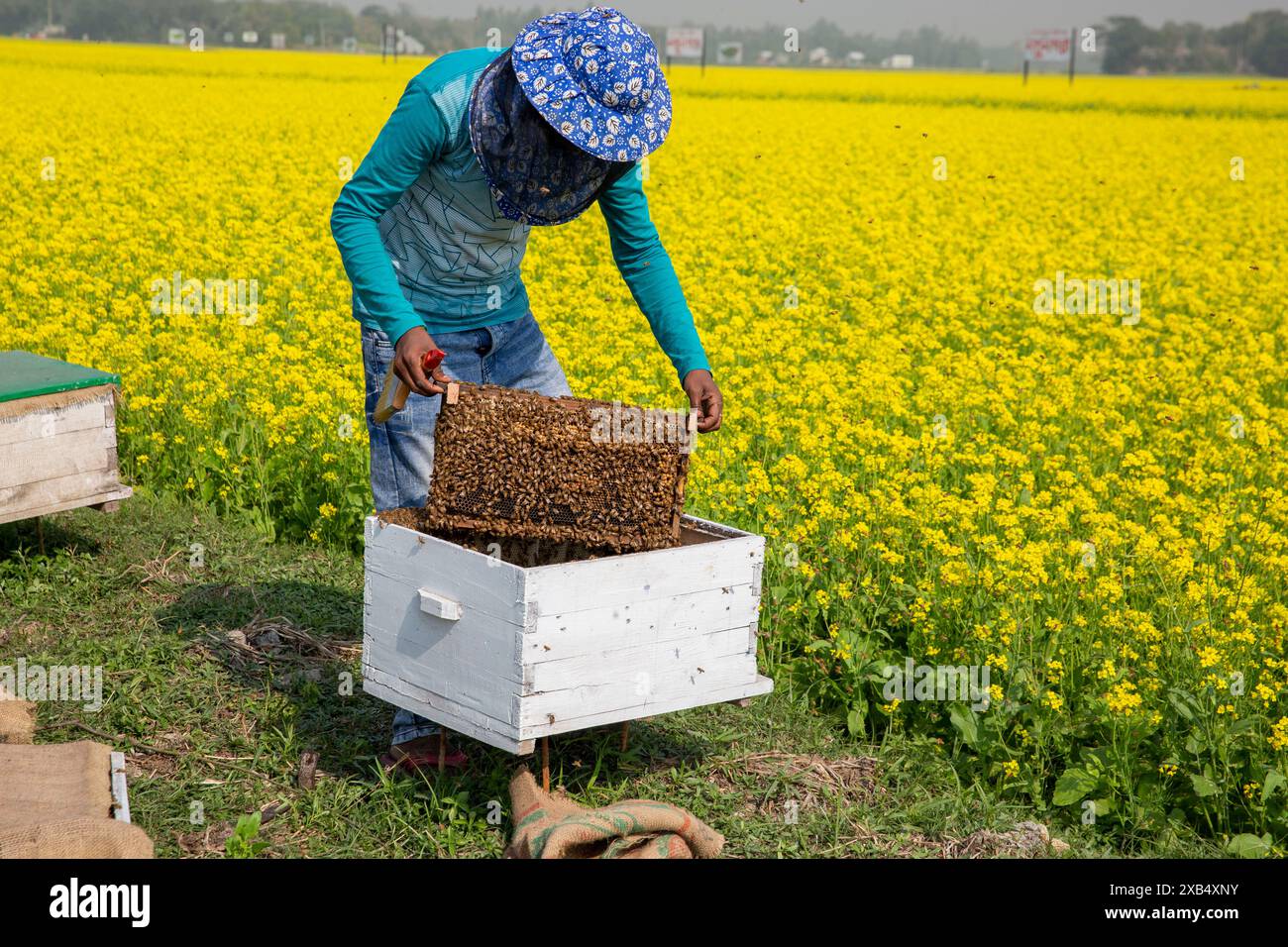 A farmer working at a honey bee farm on a mustard field at Sirajdikhan in Munshiganj, Bangladesh ...