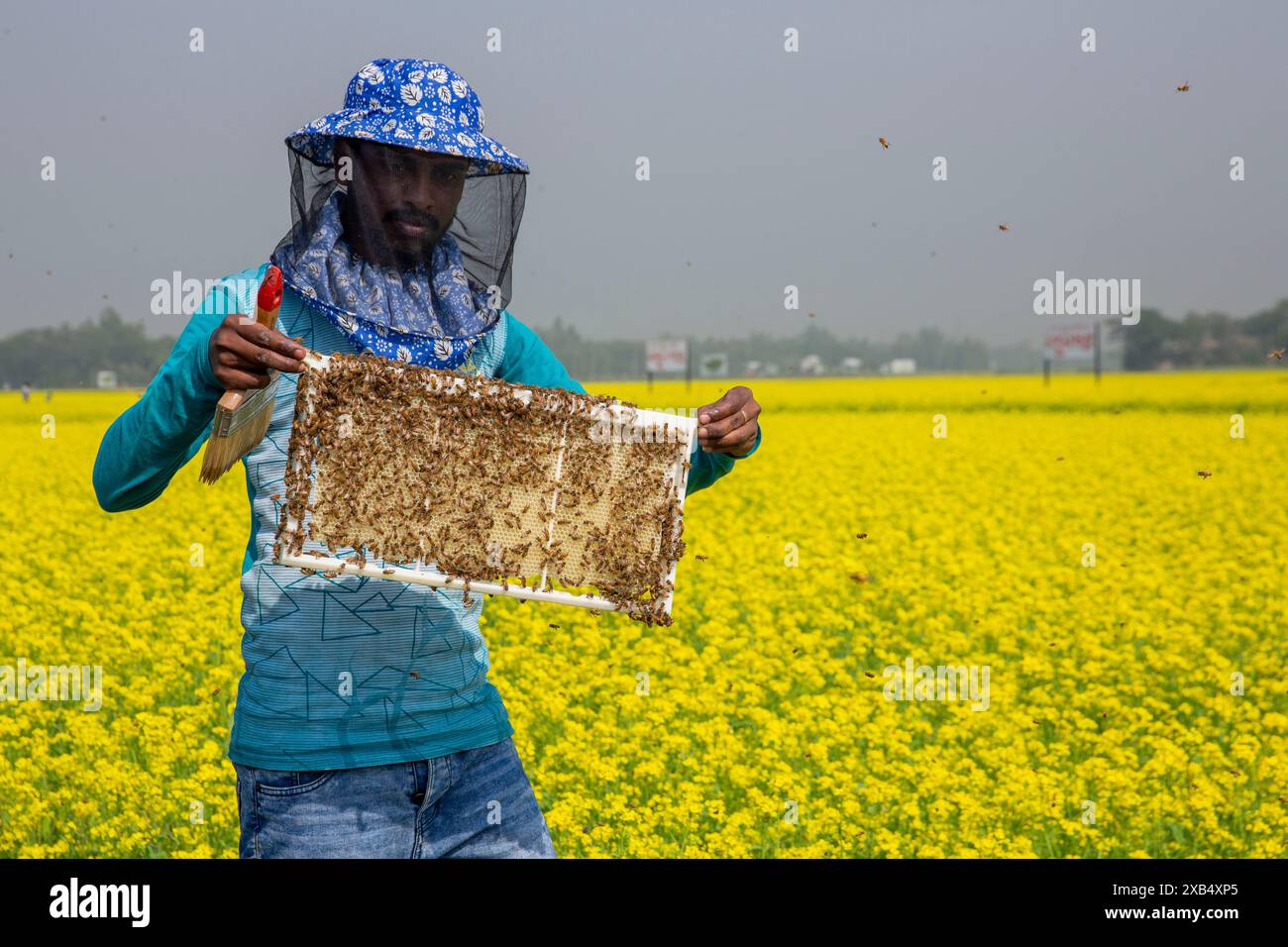 A farmer working at a honey bee farm on a mustard field at Sirajdikhan ...