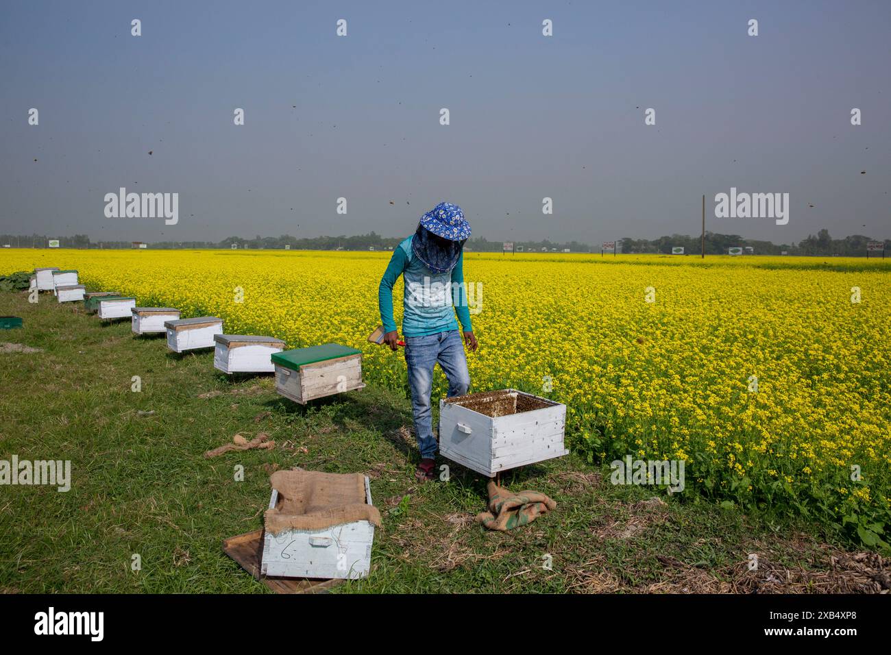 A farmer working at a honey bee farm on a mustard field at Sirajdikhan ...