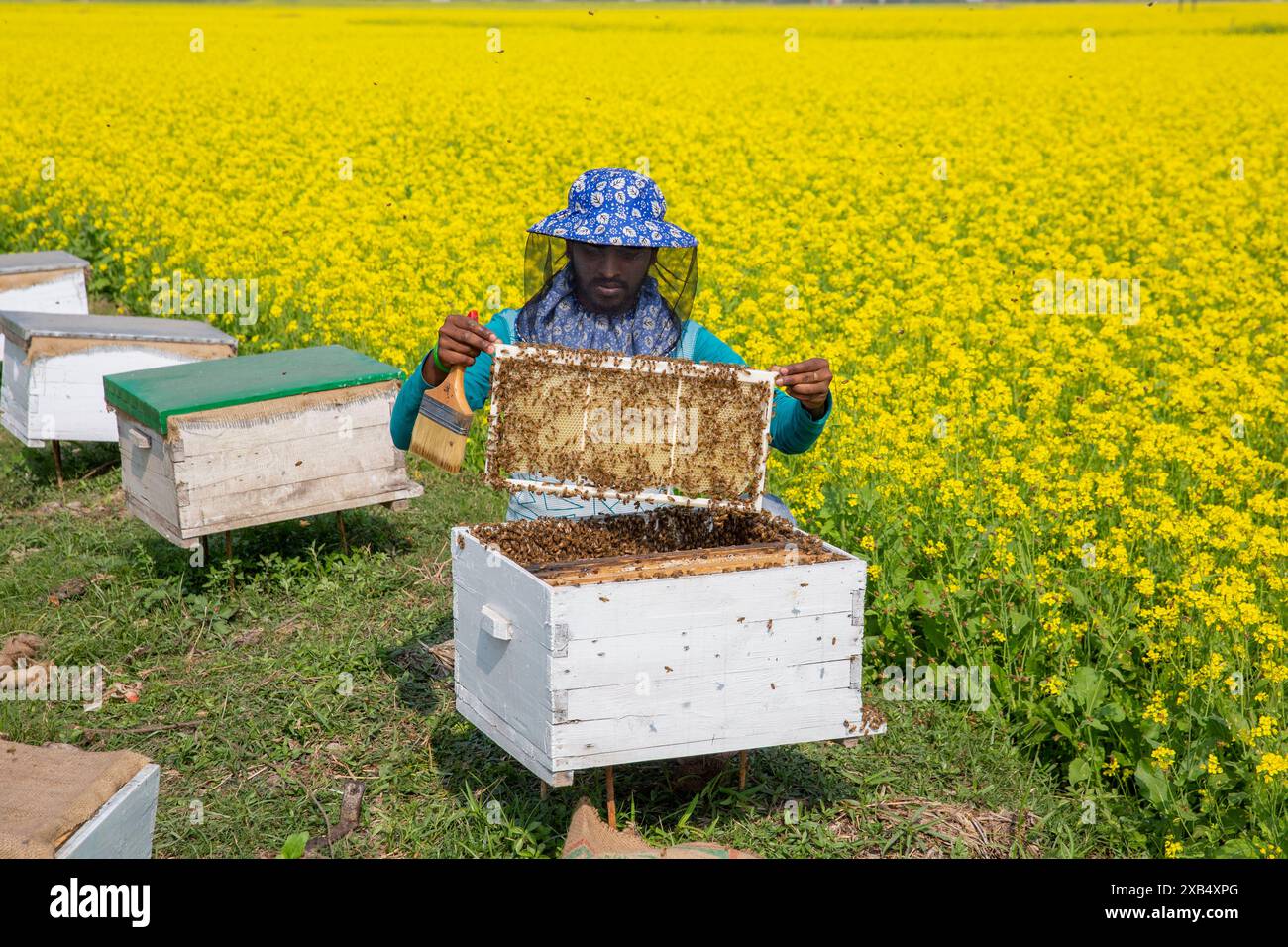 A farmer working at a honey bee farm on a mustard field at Sirajdikhan ...