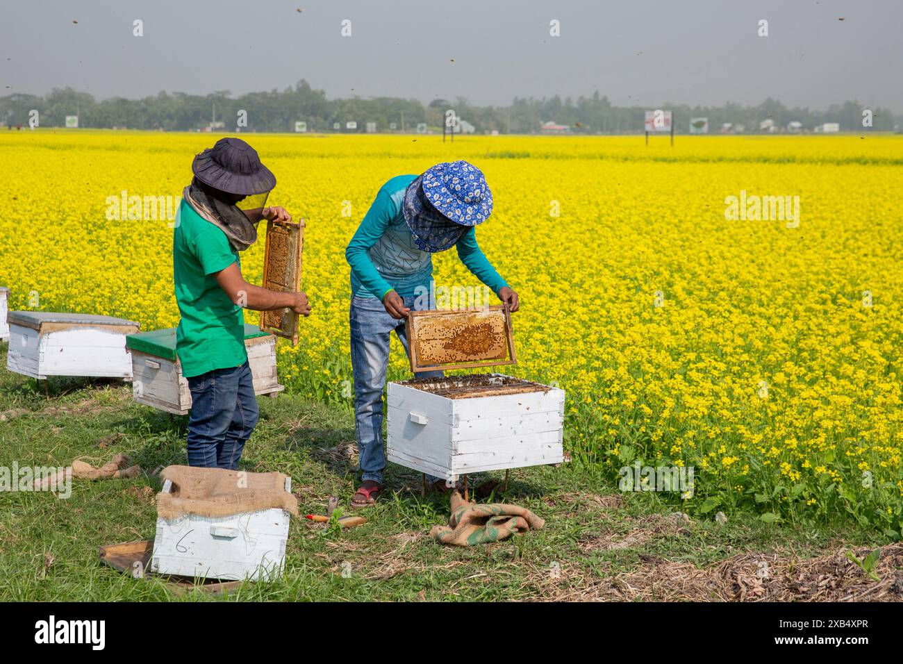 Farmers working at a honey bee farm on a mustard field at Sirajdikhan ...