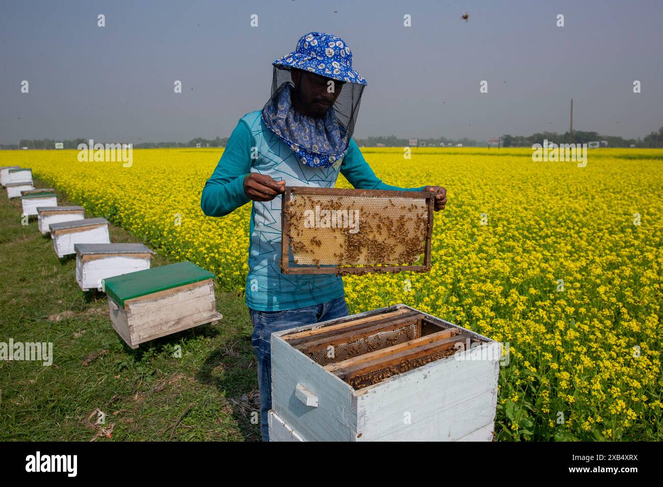A farmer working at a honey bee farm on a mustard field at Sirajdikhan ...