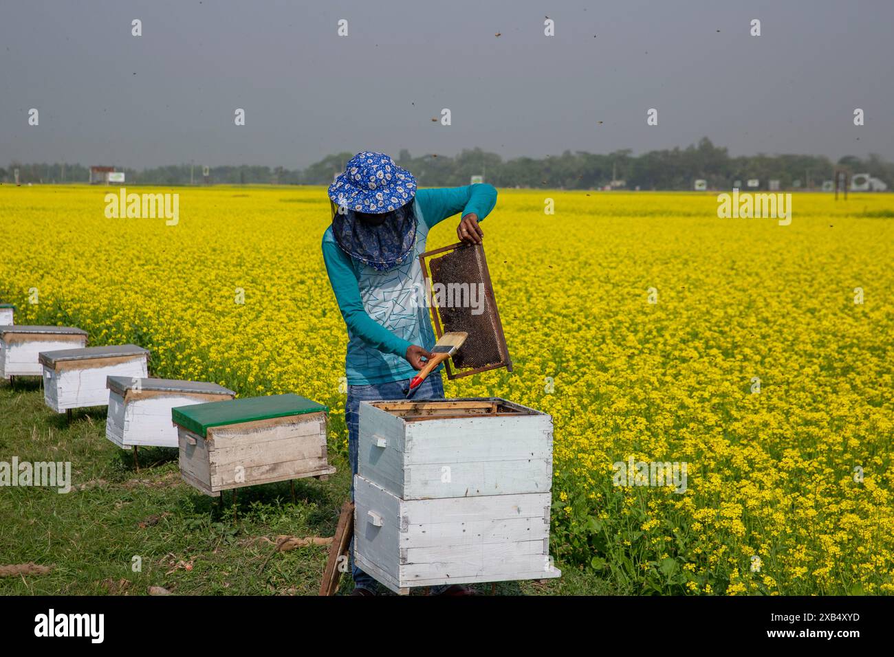 A farmer working at a honey bee farm on a mustard field at Sirajdikhan ...