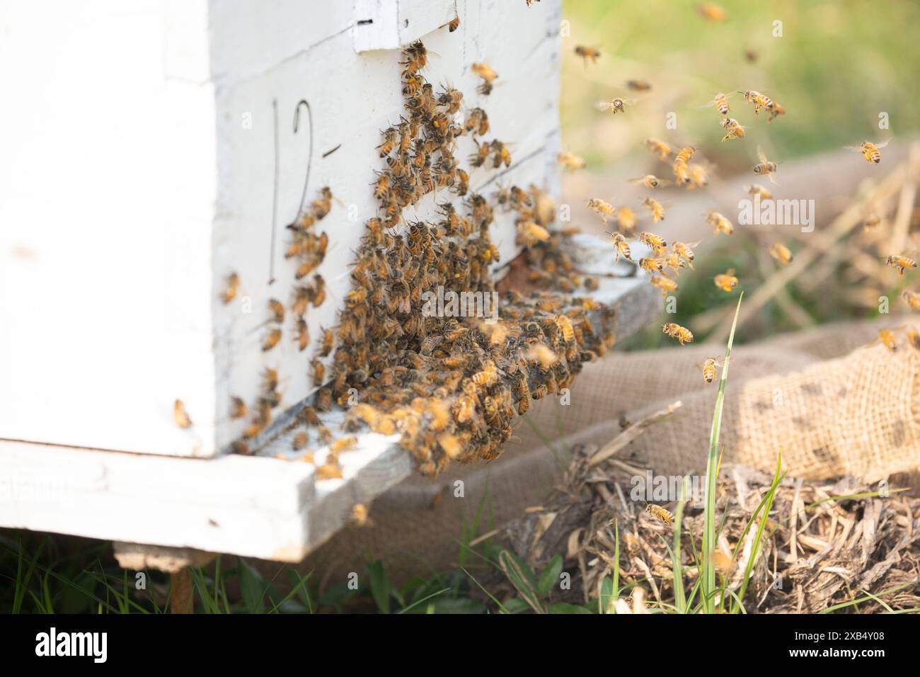 Honey bees flying in and out of commercial beekeeping hives in a ...