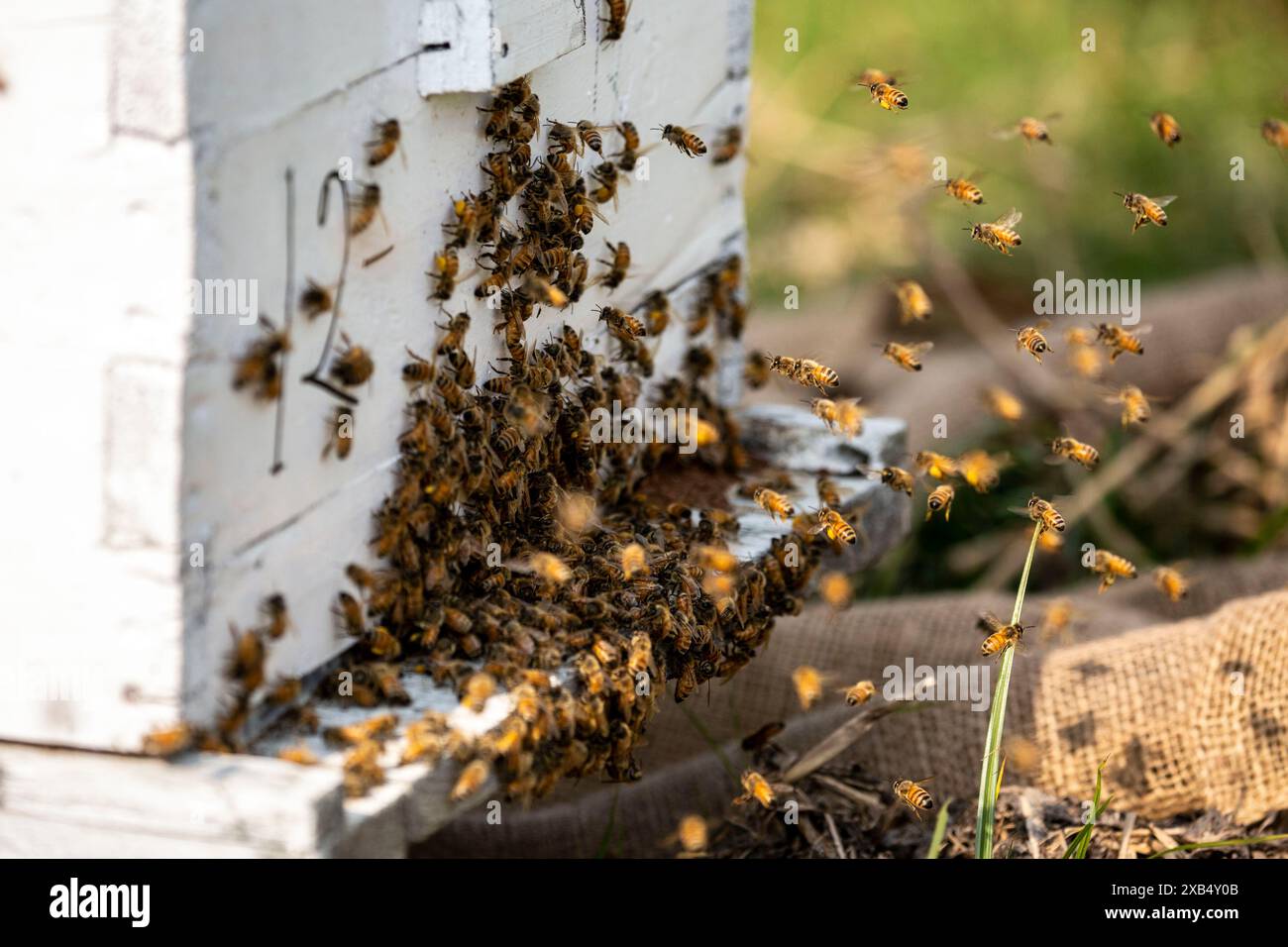 Honey bees flying in and out of commercial beekeeping hives in a ...