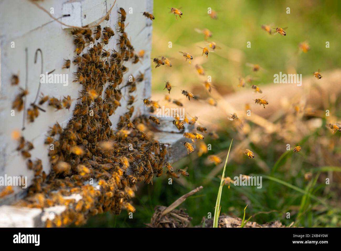 Honey bees flying in and out of commercial beekeeping hives in a ...