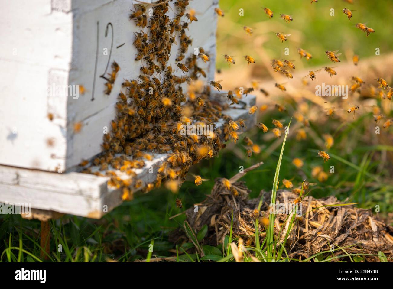 Honey bees flying in and out of commercial beekeeping hives in a ...