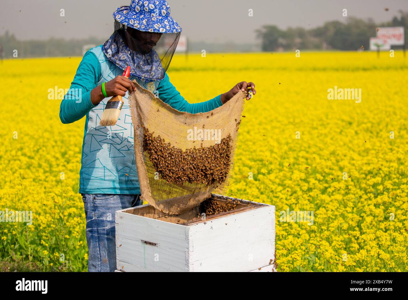 A farmer working at a honey bee farm on a mustard field at Sirajdikhan ...