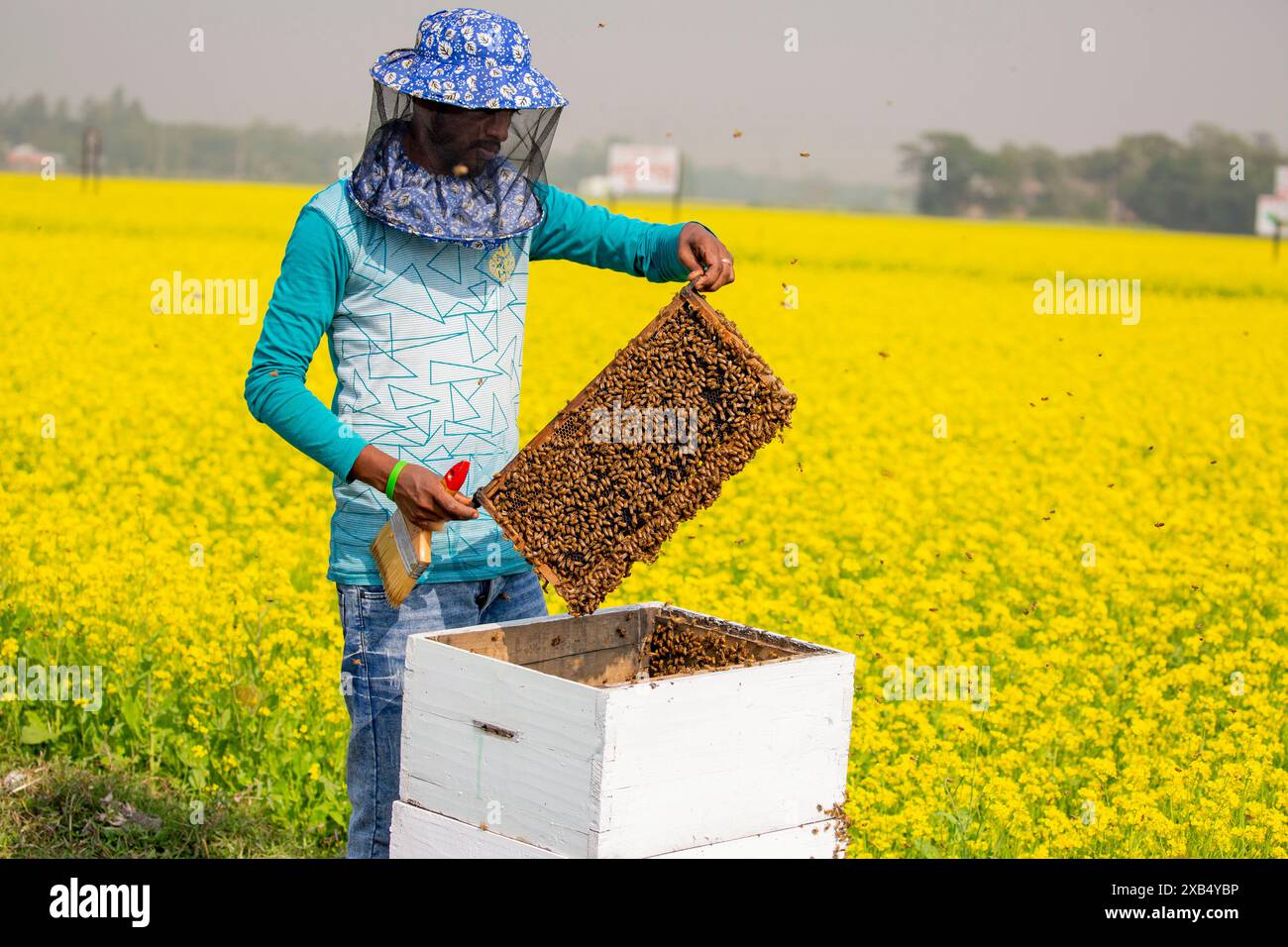 A farmer working at a honey bee farm on a mustard field at Sirajdikhan ...