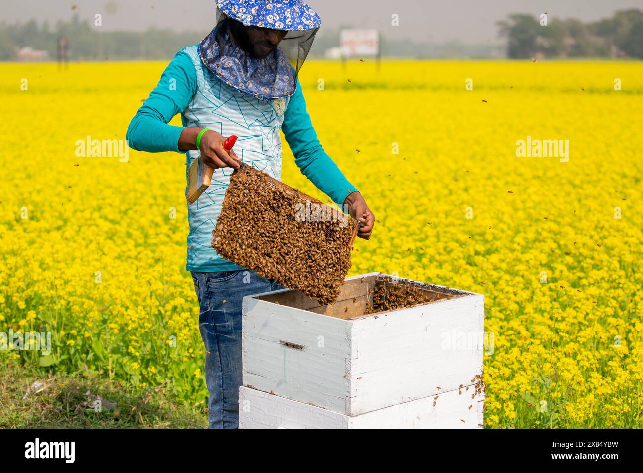 A farmer working at a honey bee farm on a mustard field at Sirajdikhan ...