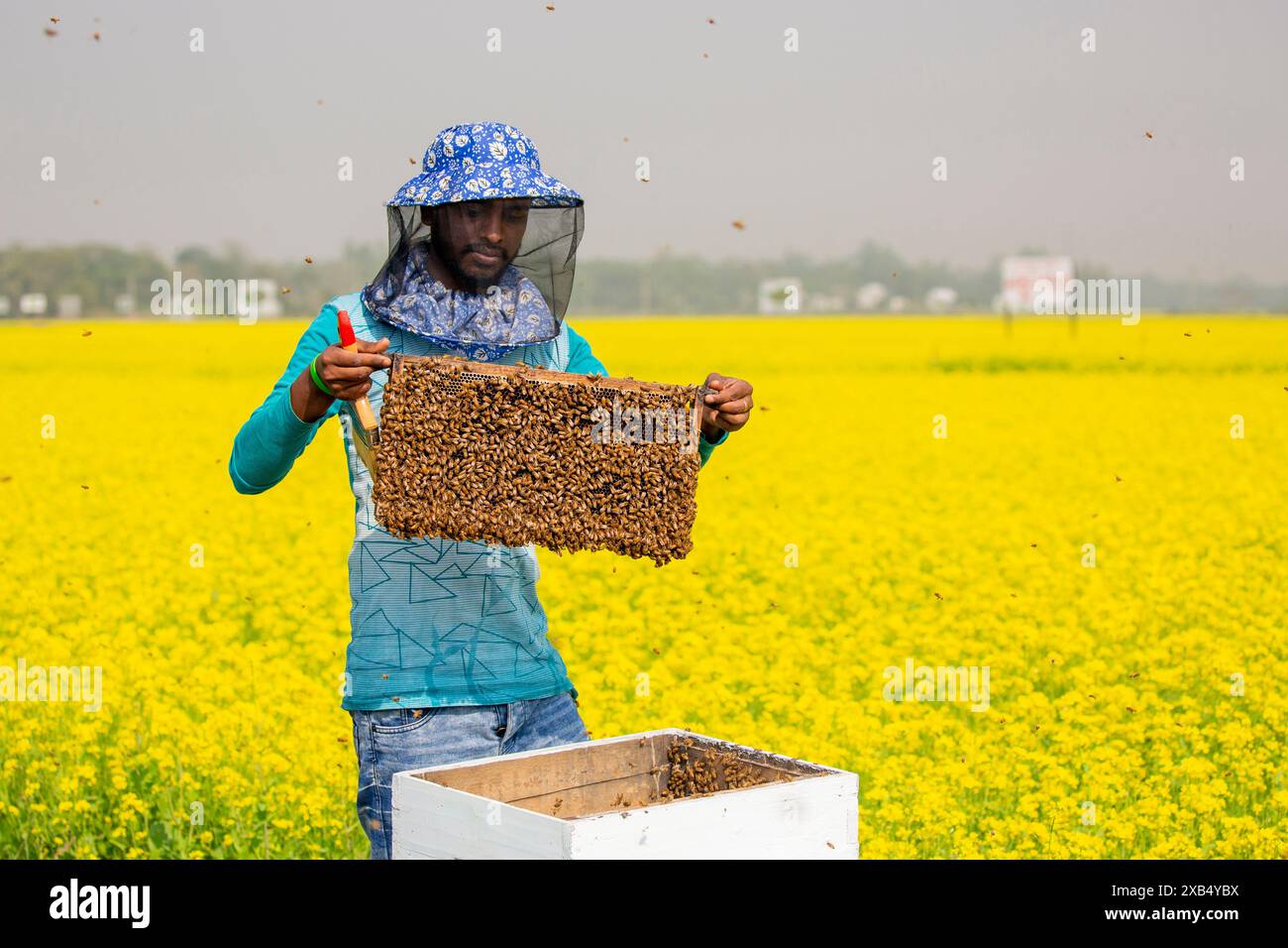 A beekeeper holding a frame filled with capped honey bee brood in a ...