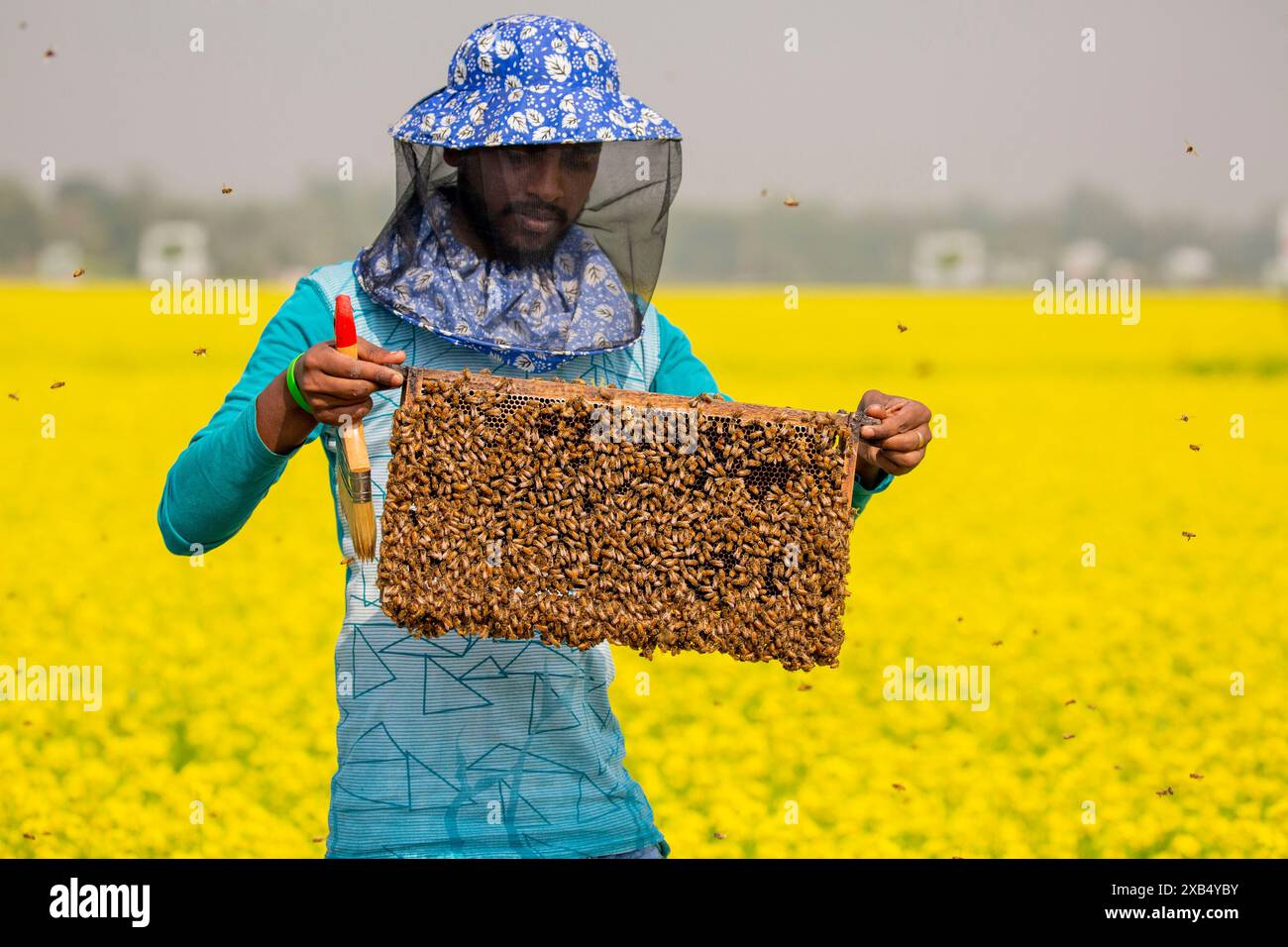 A farmer working at a honey bee farm on a mustard field at Sirajdikhan ...