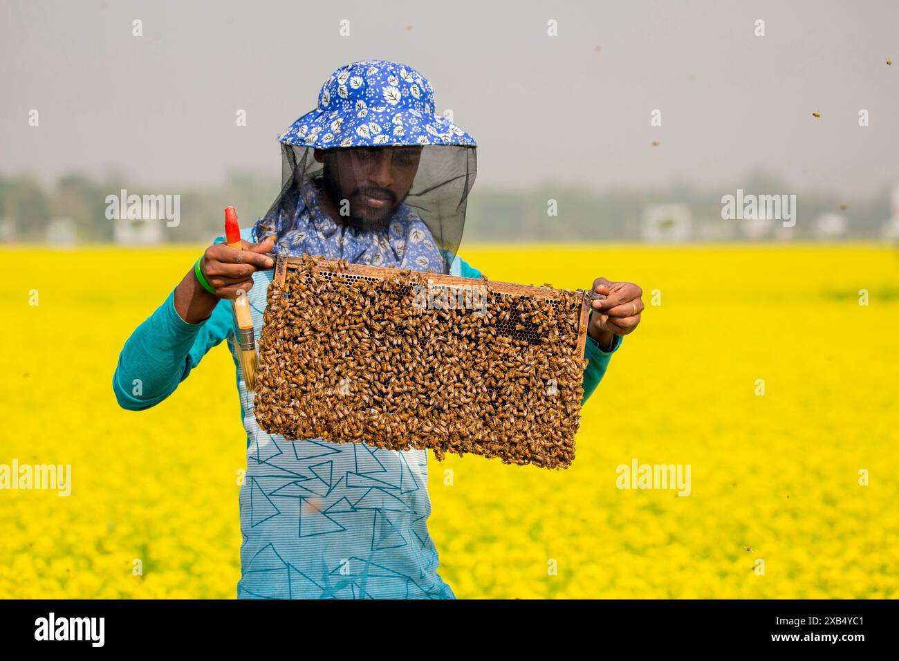 A farmer working at a honey bee farm on a mustard field at Sirajdikhan ...