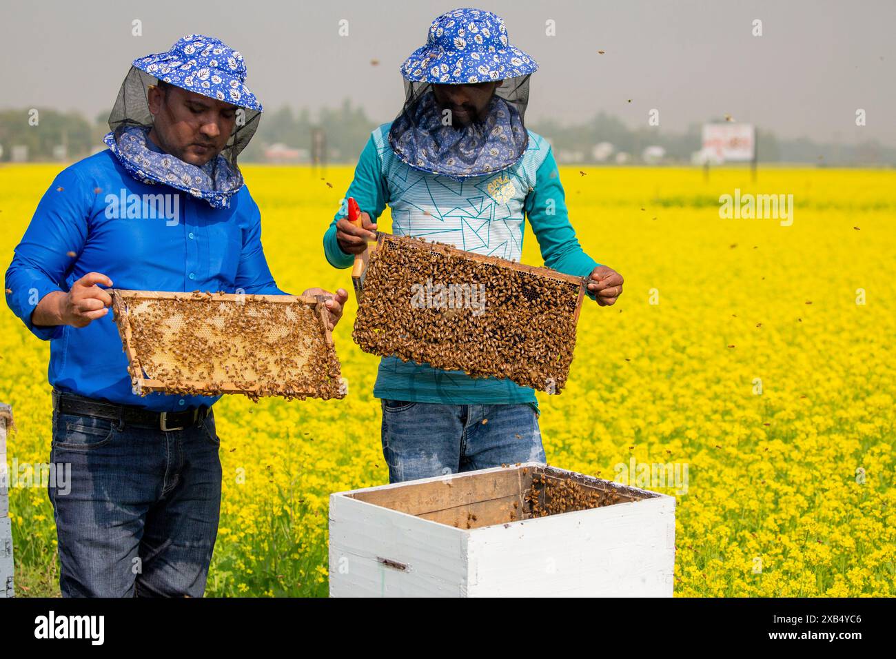 Farmers working at a honey bee farm on a mustard field at Sirajdikhan ...