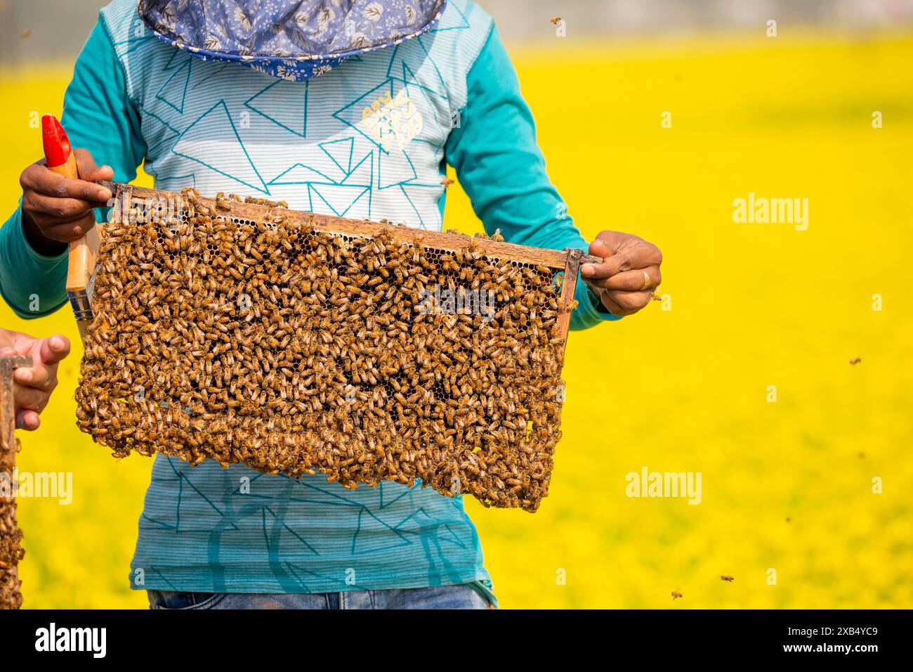 A beekeeper holding a frame filled with capped honey bee brood in a ...