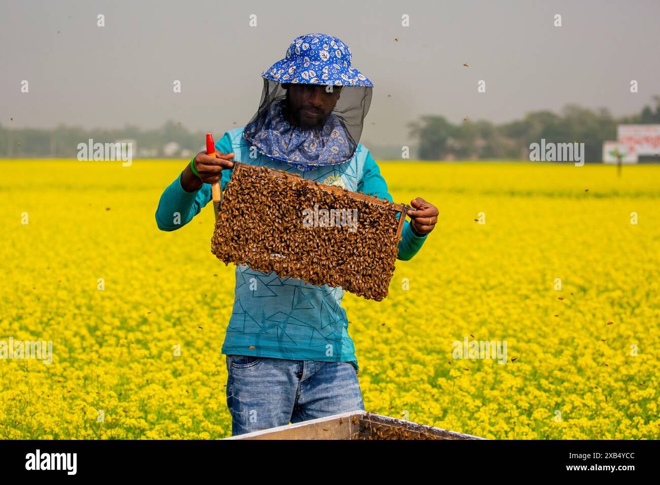 A beekeeper holding a frame filled with capped honey bee brood in a ...