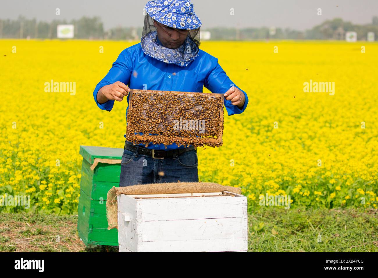 A farmer working at a honey bee farm on a mustard field at Sirajdikhan ...