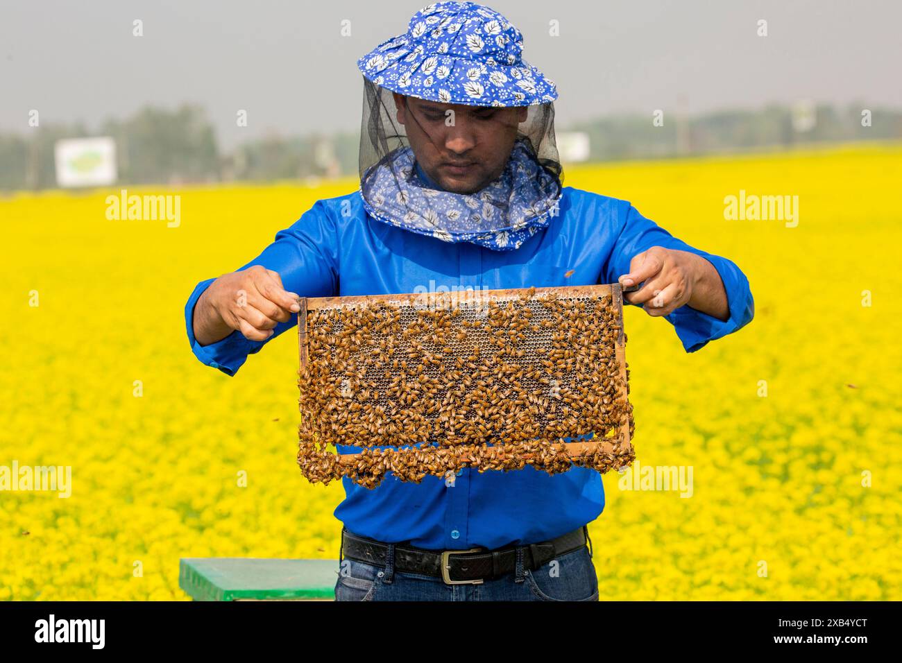 A farmer working at a honey bee farm on a mustard field at Sirajdikhan ...