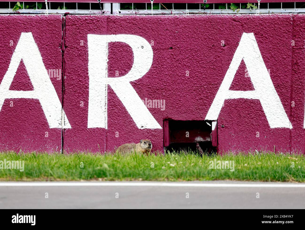 Groundhog during the Formula 1 AWS Grand Prix du Canada 2024, 9th round ...