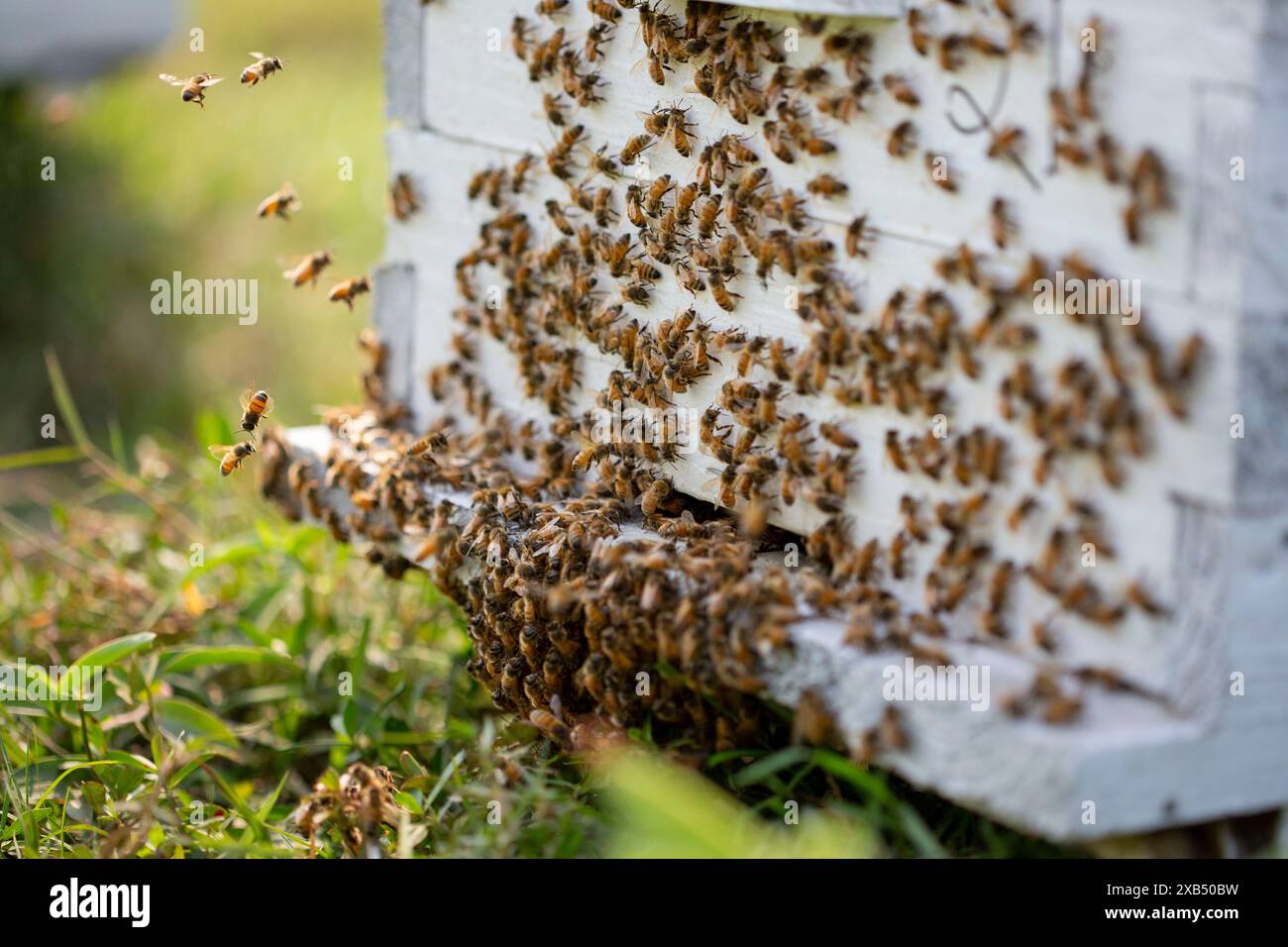 Honey bees flying in and out of commercial beekeeping hives in a ...