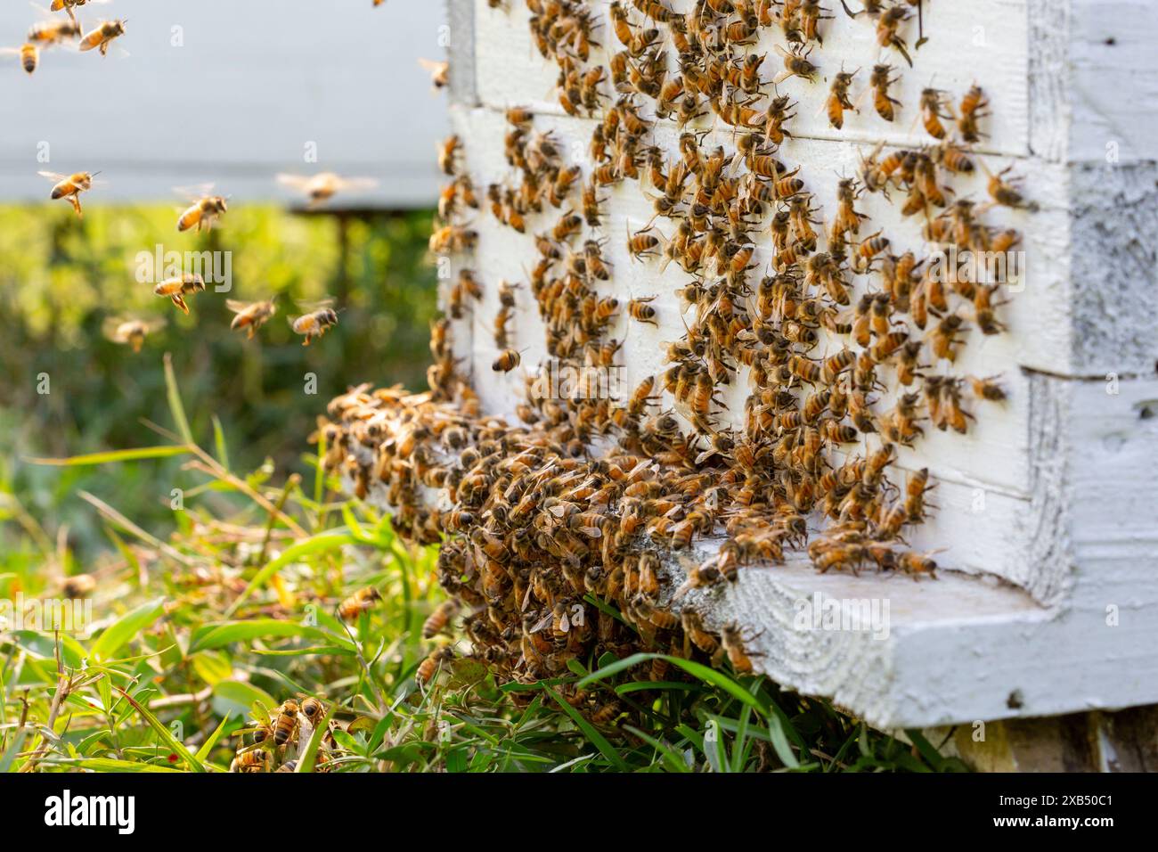 Honey bees flying in and out of commercial beekeeping hives in a ...